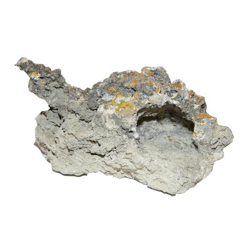 Lace Rock * Free Shipping – AGE OF AQUARIUMS LIVE FISH AND PLANTS
