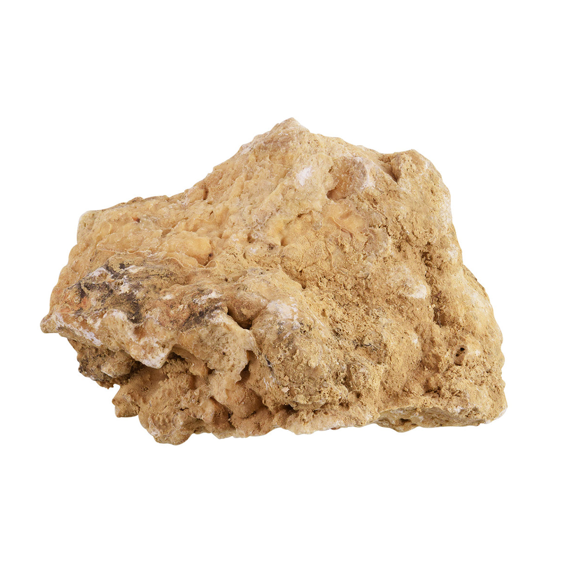 Featherstone Rock * Free Shipping – AGE OF AQUARIUMS LIVE FISH AND PLANTS
