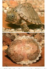 Baby Razorback Musk Turtle – AGE OF AQUARIUMS LIVE FISH AND PLANTS