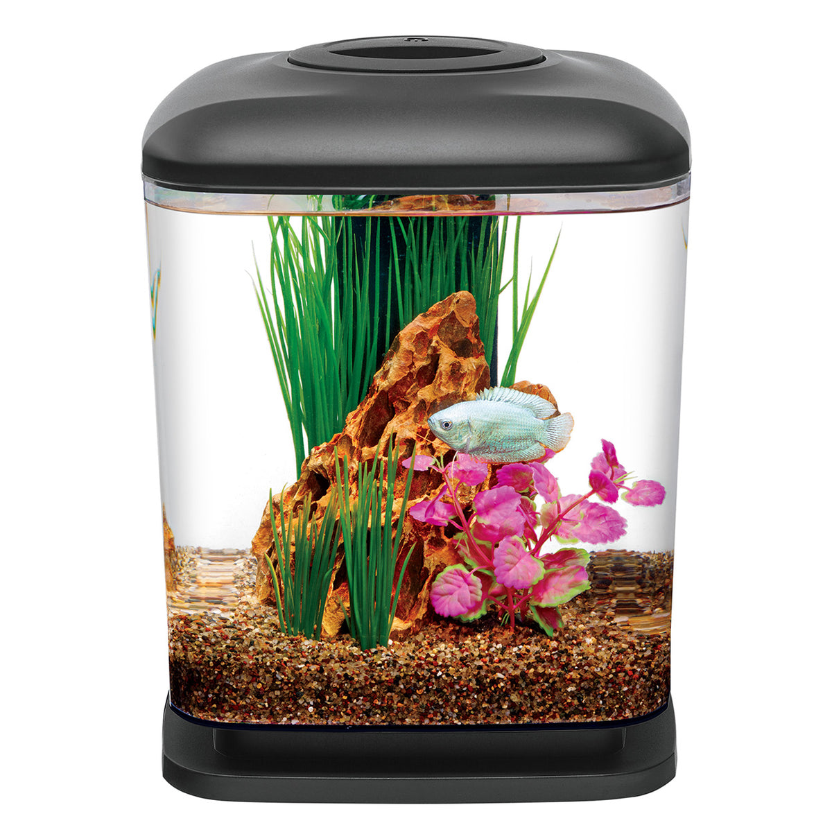 Aqueon LED MiniCube Desktop Aquarium Kit 1.6 Gallon – AGE OF AQUARIUMS ...